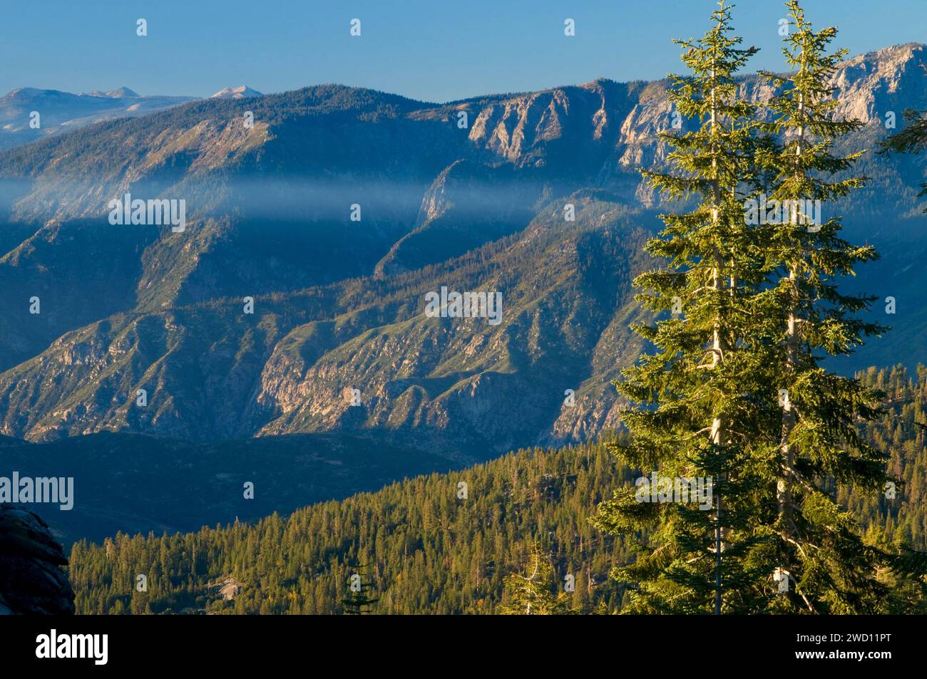 Forest view from ridge at Buck Rock Lookout, Sequoia National Monument ...
