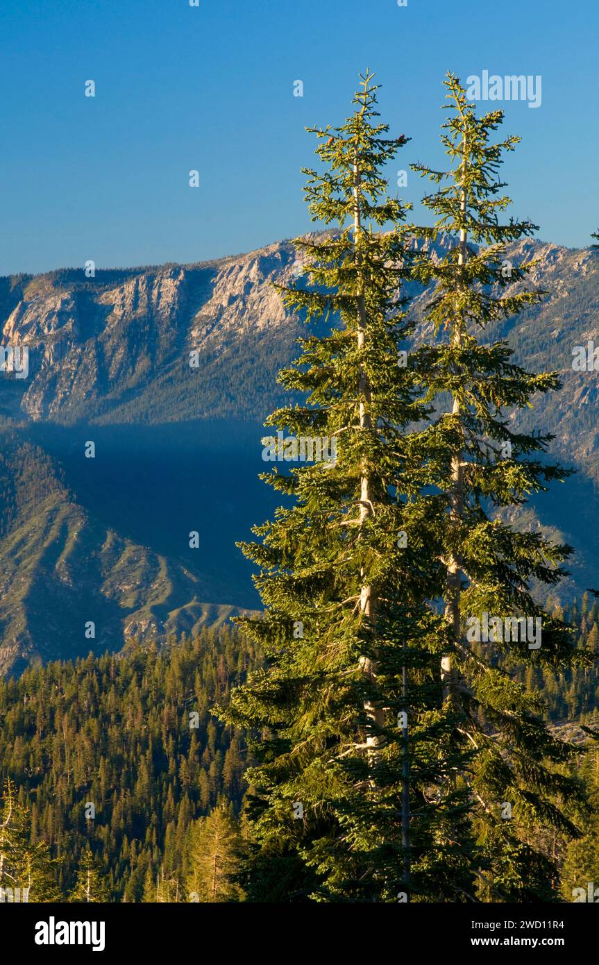 Forest view from ridge at Buck Rock Lookout, Sequoia National Monument ...