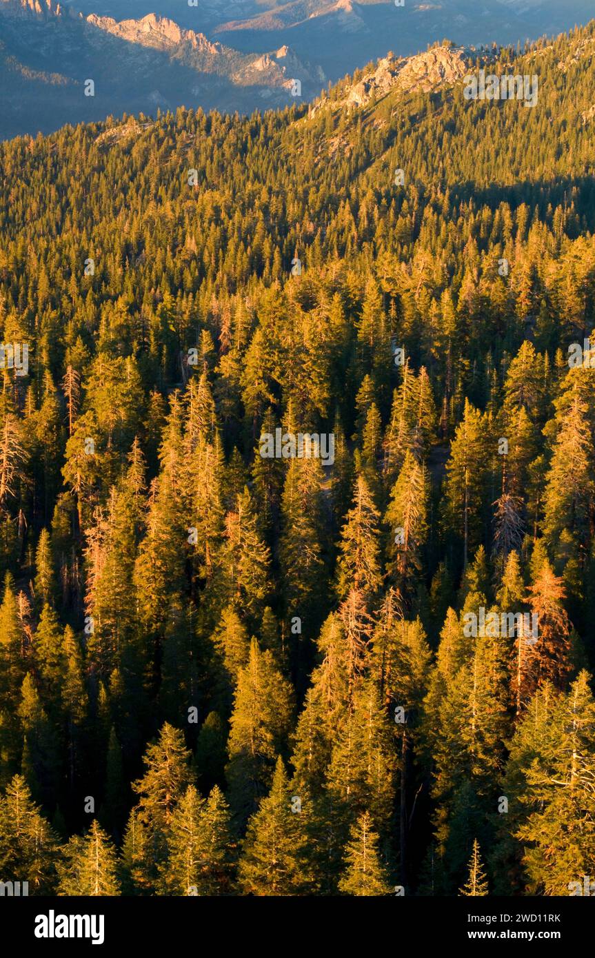 Forest view from Buck Rock Lookout, Sequoia National Monument ...