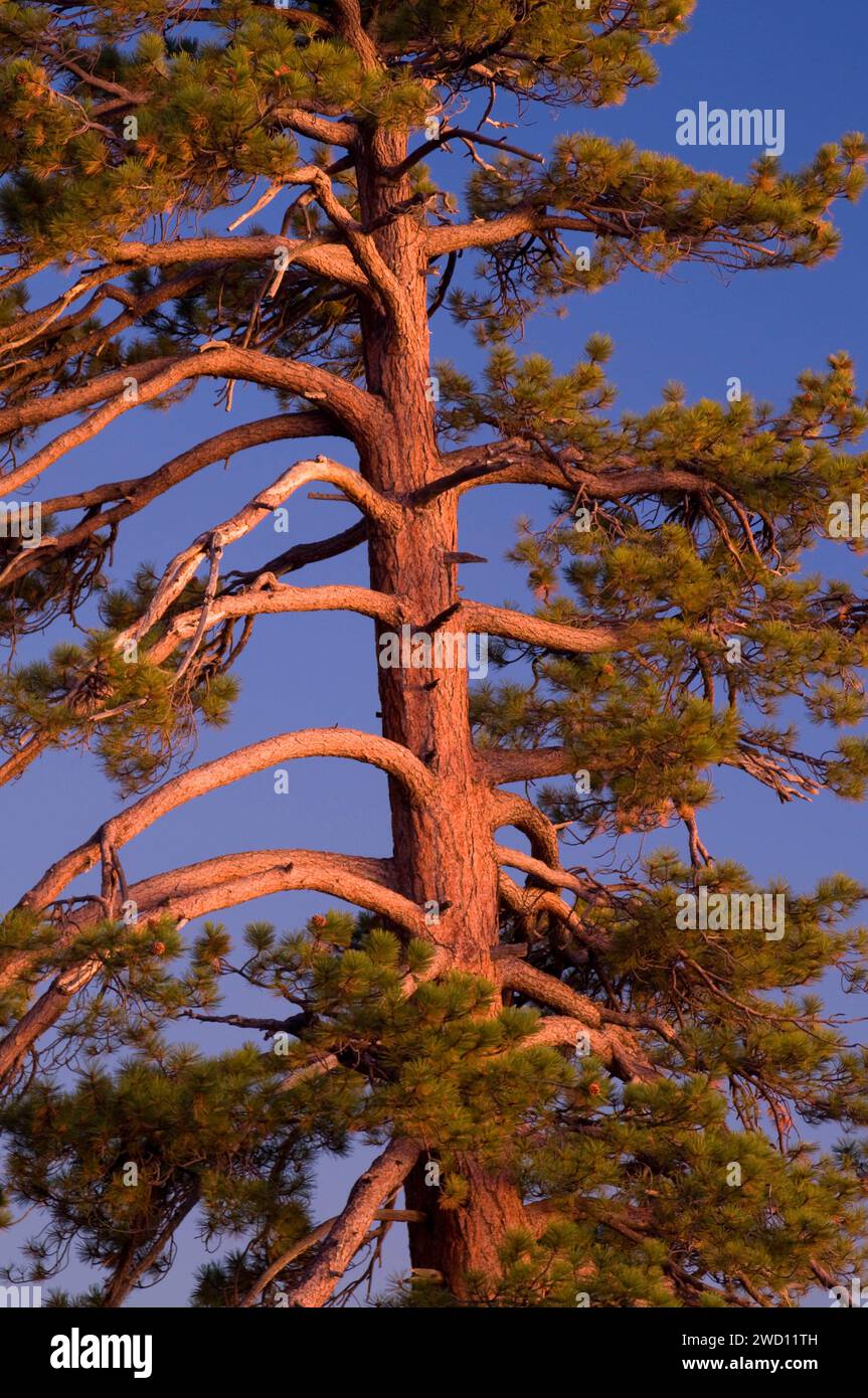 Jeffrey pine (Pinus jeffreyi) from ridge at Buck Rock Lookout, Sequoia ...