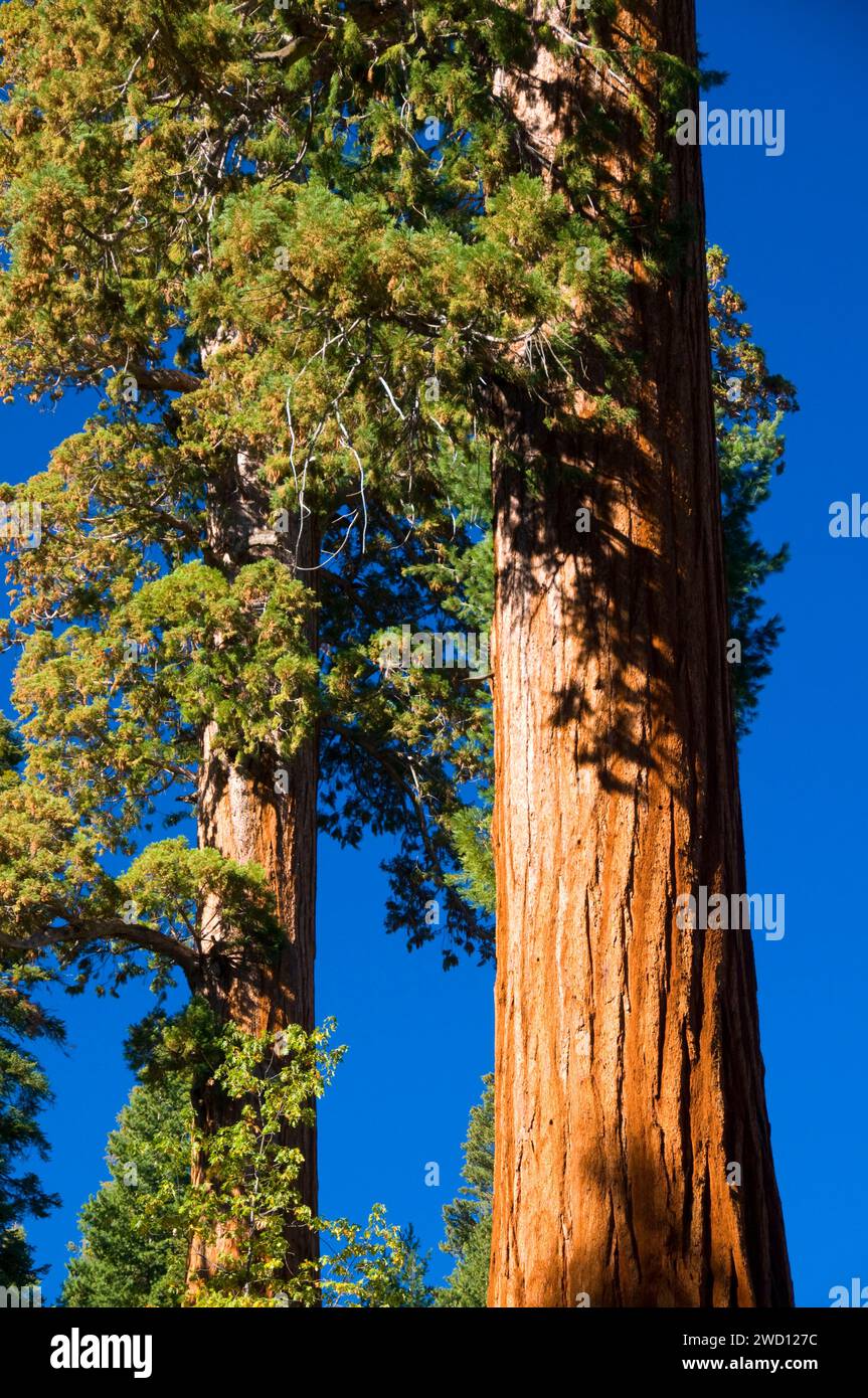Giant sequoia national monument hi-res stock photography and images - Alamy