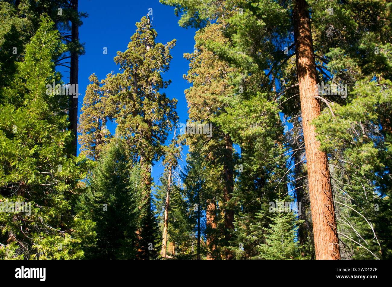 Sequoias (Sequoia sempervirens) at Bearskin Grove, Sequoia National ...