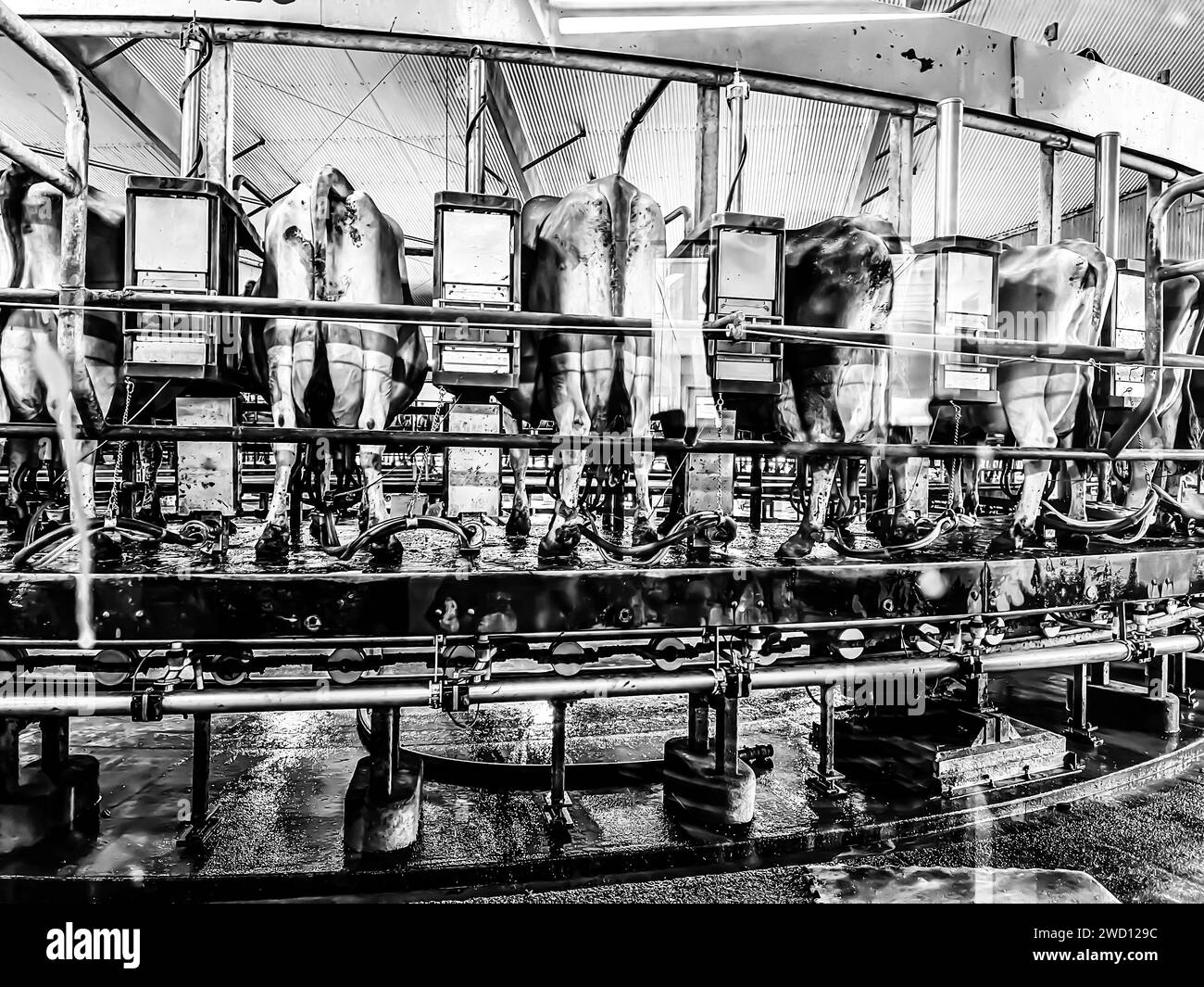 modern automatic dairy milking parlor with cow Stock Photo - Alamy