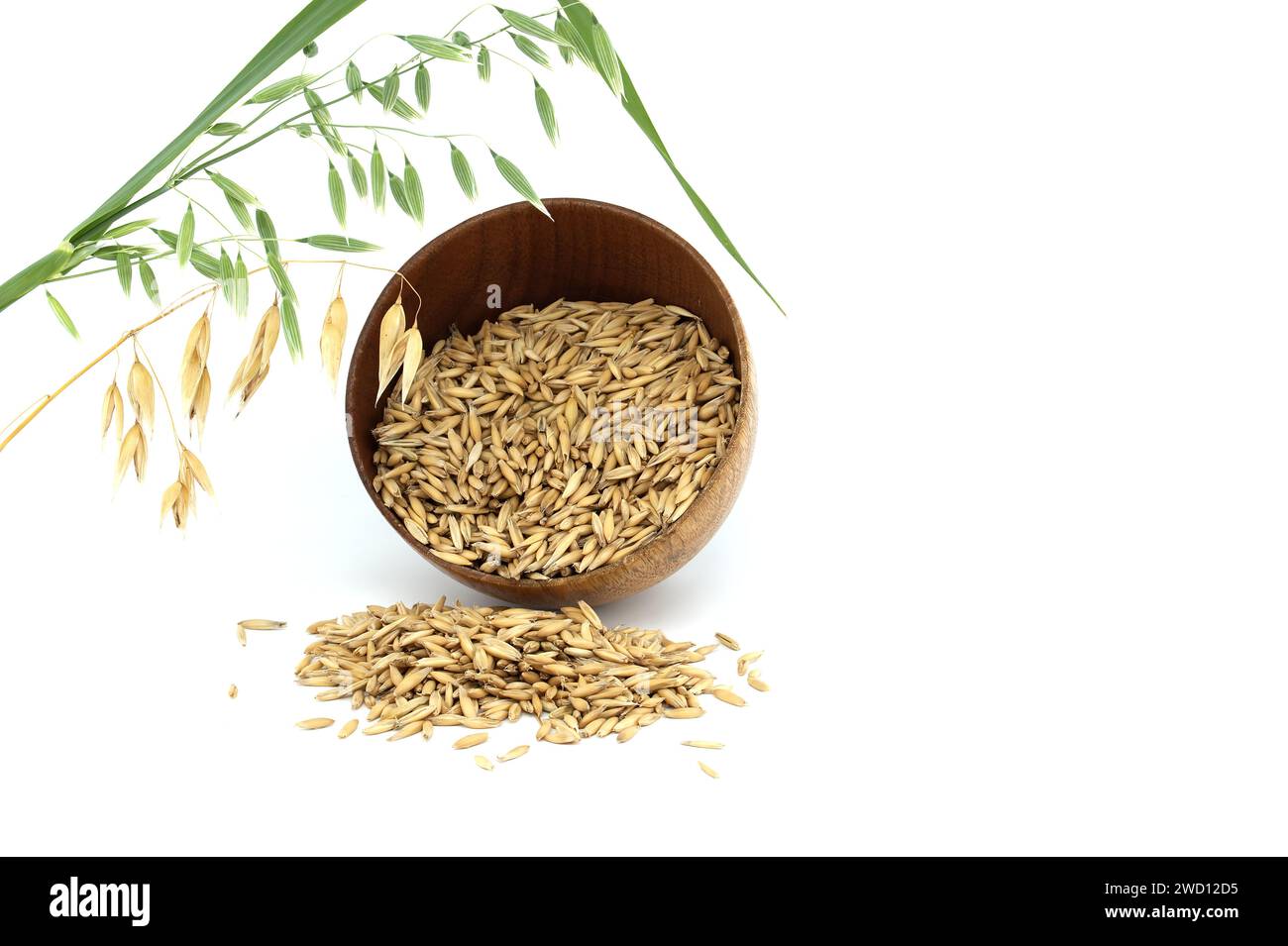 Unhulled oat grain seeds in small wooden barrel isolated on a white ...