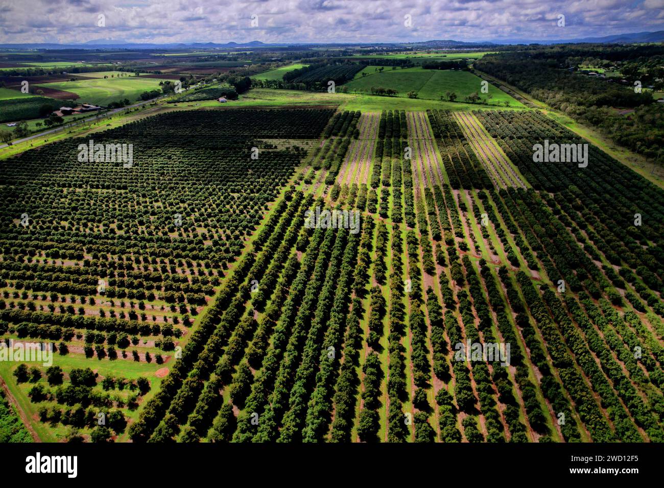 Avocado trees aerial hi-res stock photography and images - Alamy