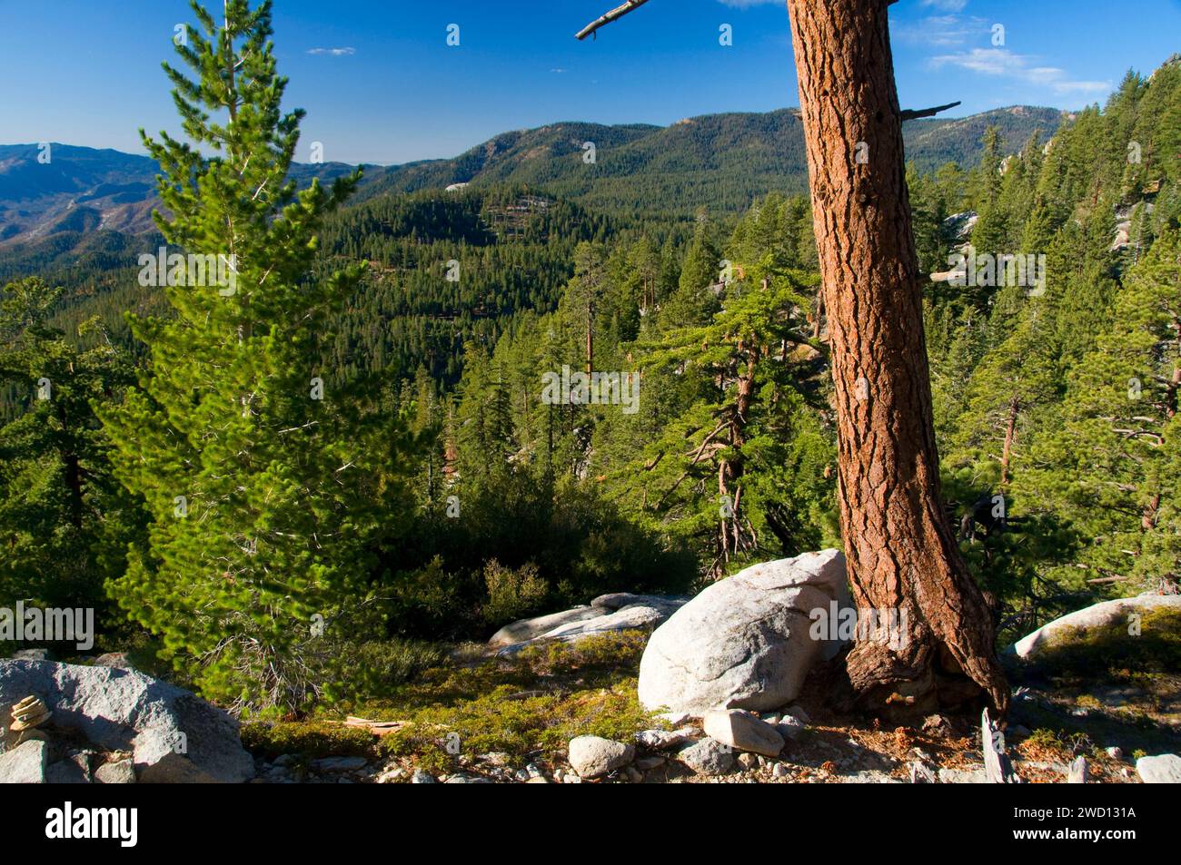 Forest view from The Needles Lookout, Sequoia National Monument ...
