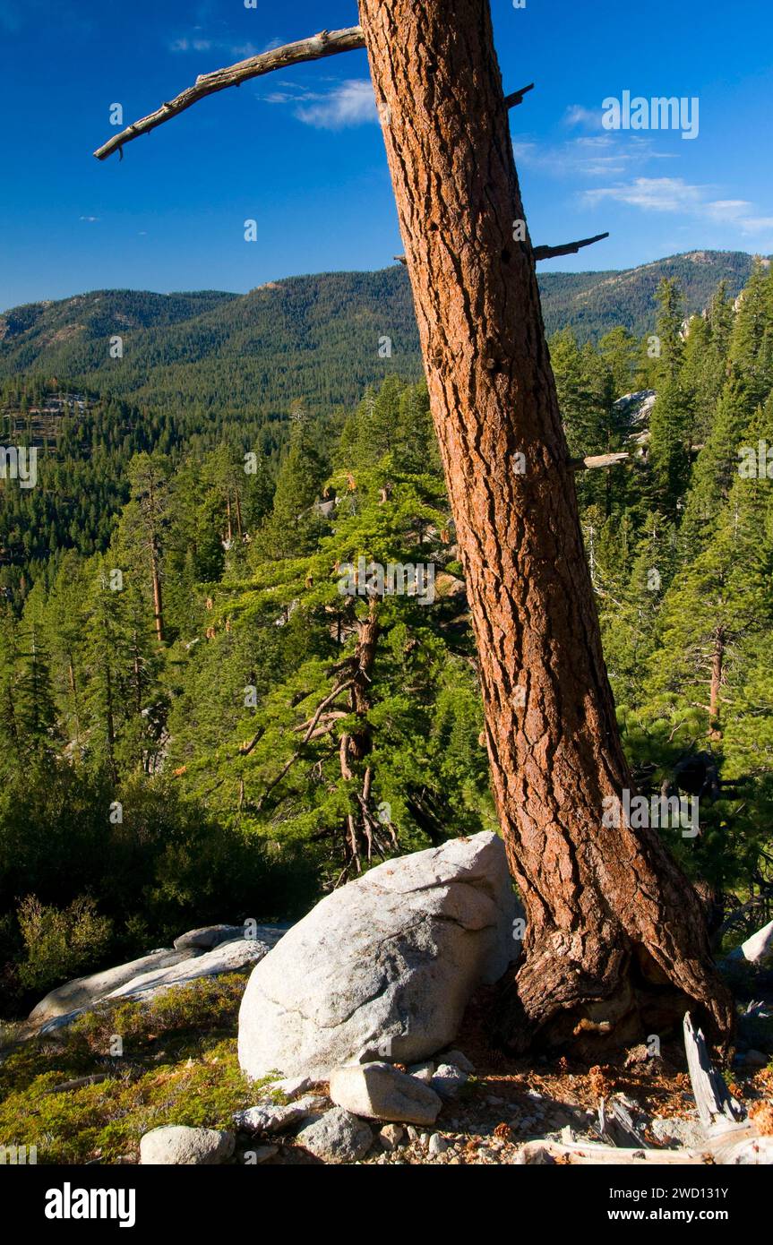 Forest view hi-res stock photography and images - Alamy
