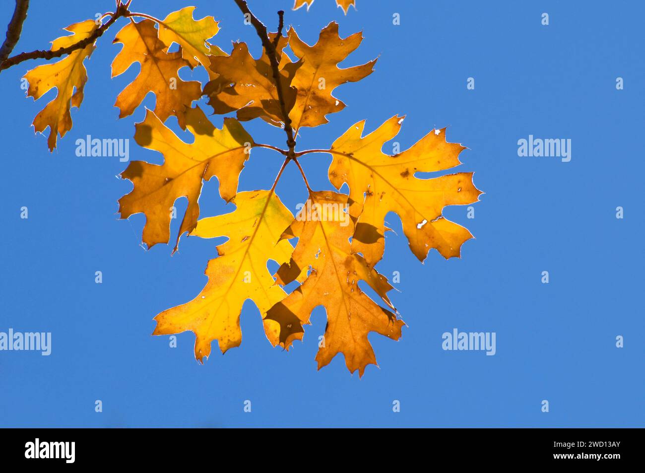 California black oak (Quercus kelloggii) leaves, Sequoia National ...