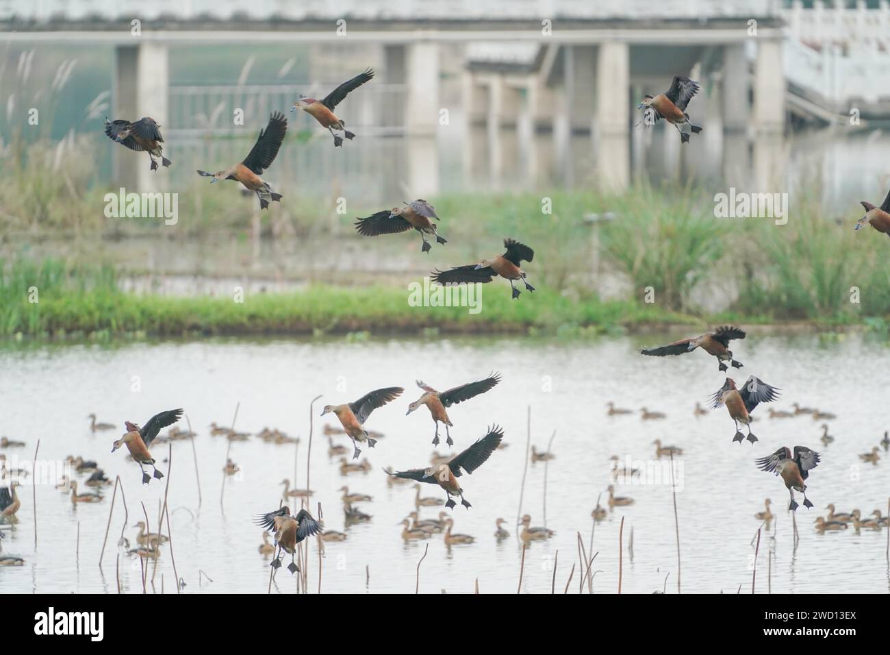 **CHINESE MAINLAND, HONG KONG, MACAU AND TAIWAN OUT** Migratory birds ...