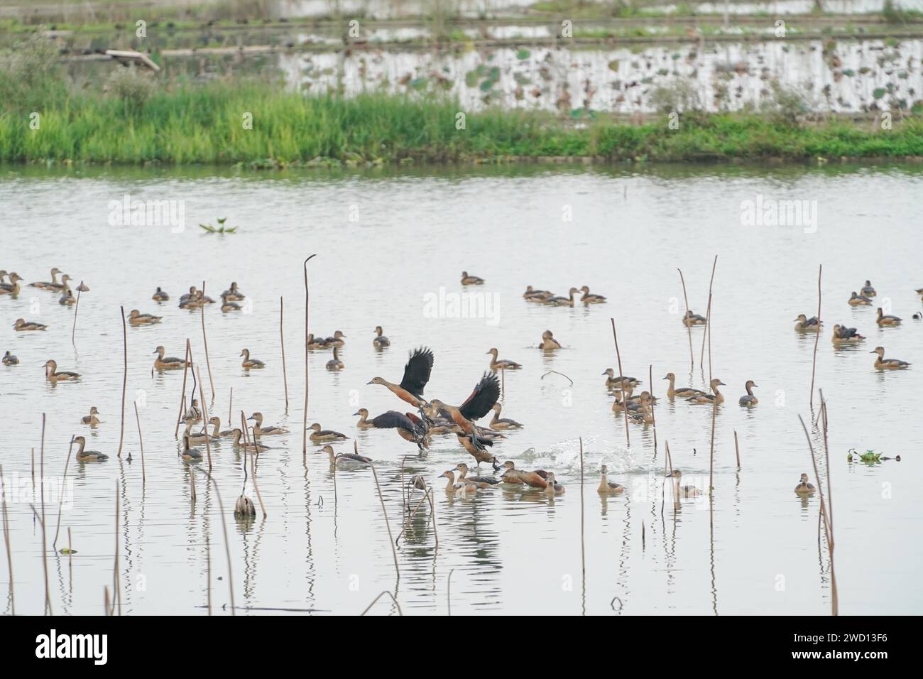 **CHINESE MAINLAND, HONG KONG, MACAU AND TAIWAN OUT** Migratory birds ...