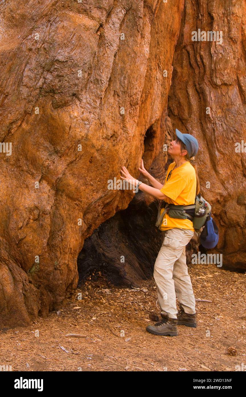 Sequoia (Sequoia sempervirens) along Trail of 100 Giants at Long Meadow ...