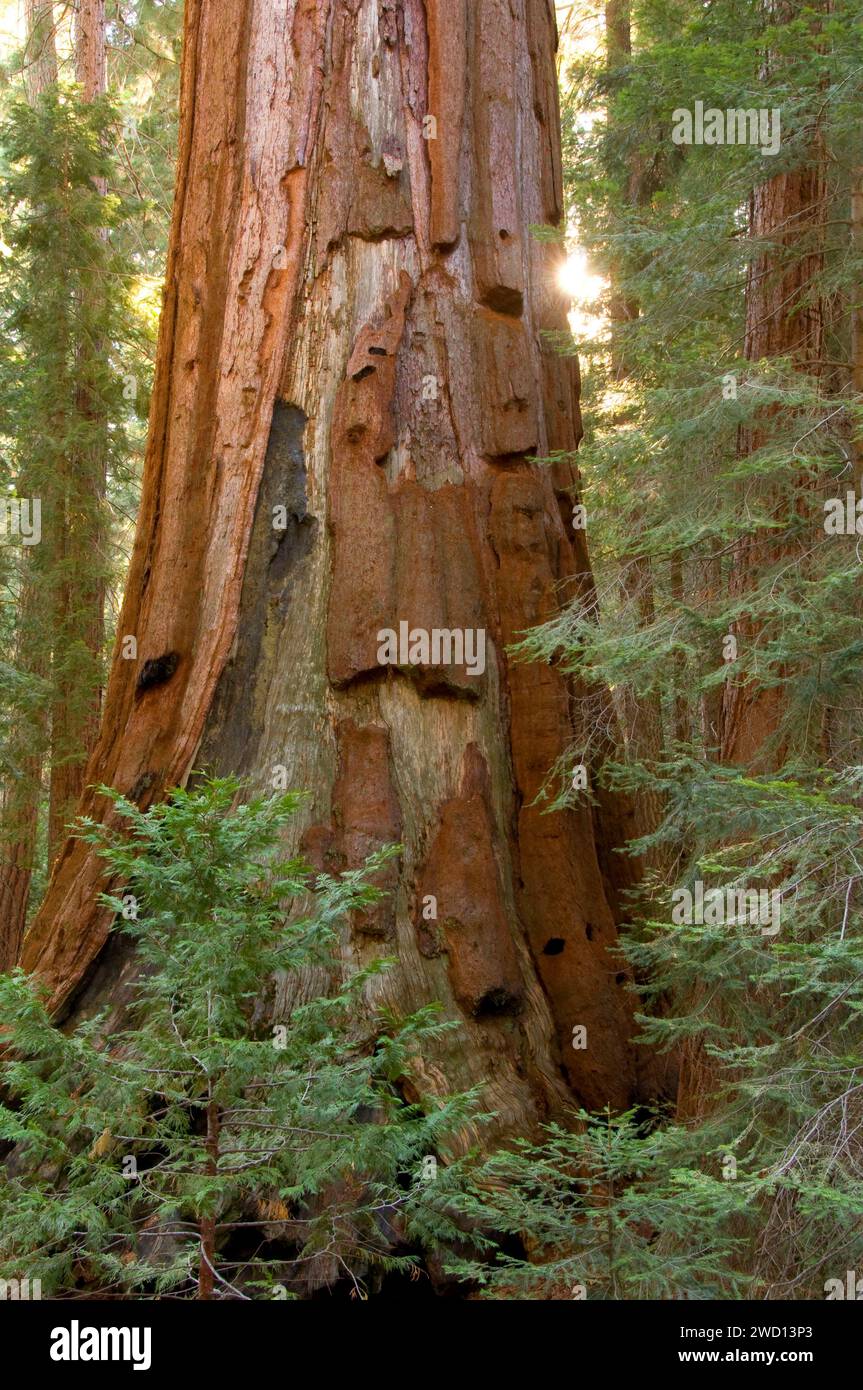 Sequoia (Sequoia sempervirens) along Trail of 100 Giants at Long Meadow ...
