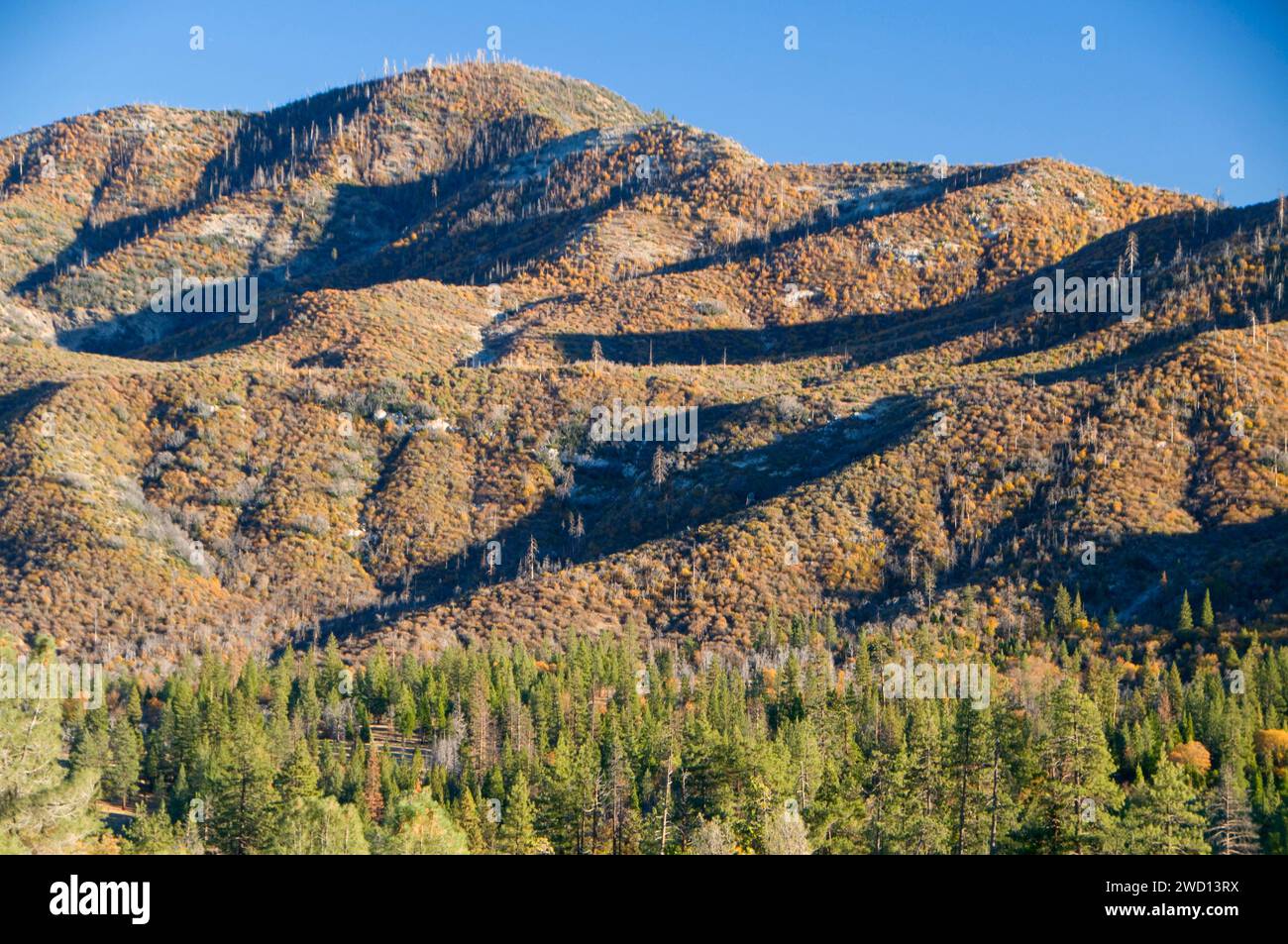 Fire zone ridge, Sequoia National Monument, California Stock Photo - Alamy