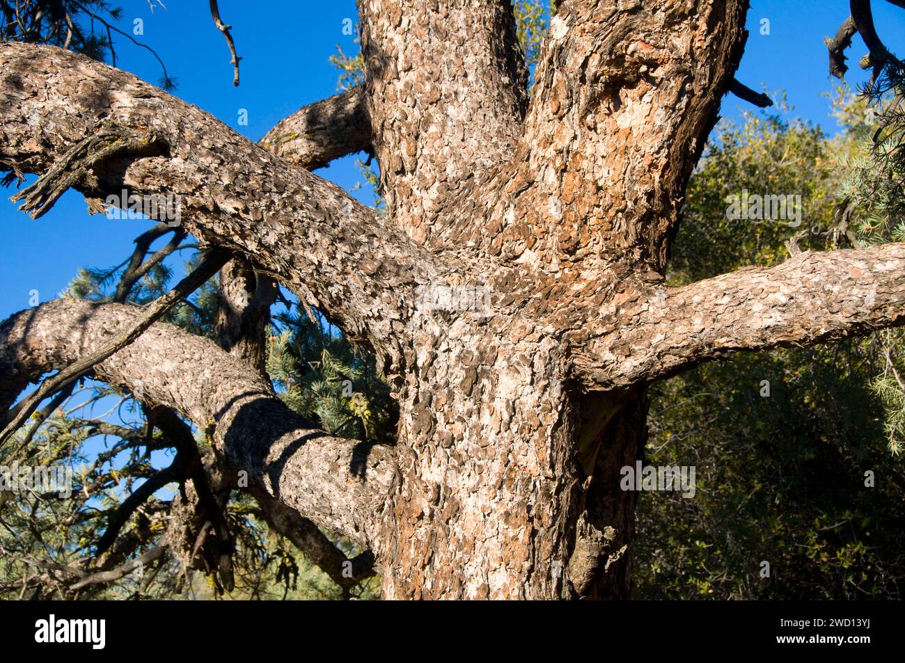 Gray pine, Domeland Wilderness, Chimney Peak National Backcountry Byway ...