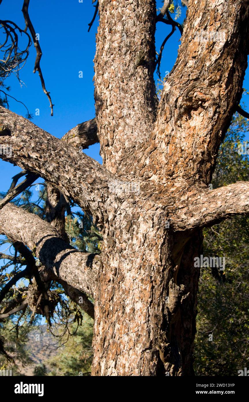 Gray pine, Domeland Wilderness, Chimney Peak National Backcountry Byway ...