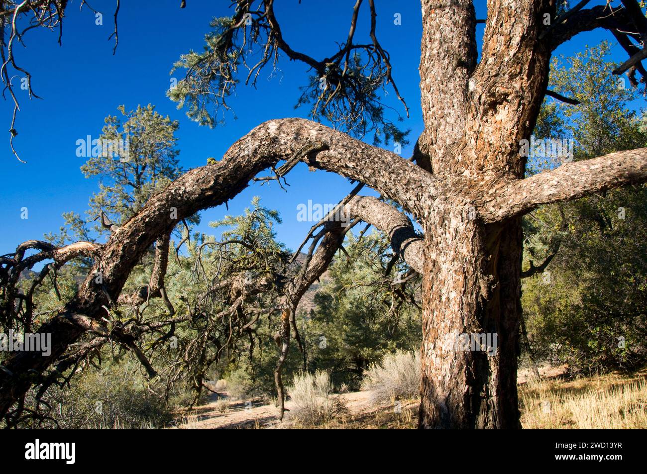 Gray pine, Domeland Wilderness, Chimney Peak National Backcountry Byway ...