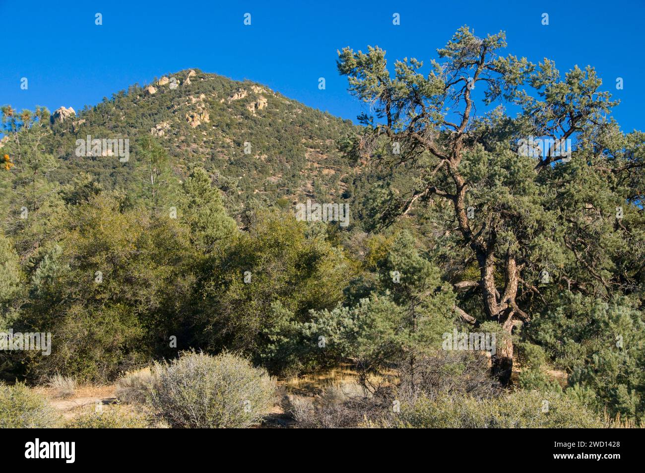 Lamont Peak, Owens Peak Wilderness, Chimney Peak National Backcountry ...