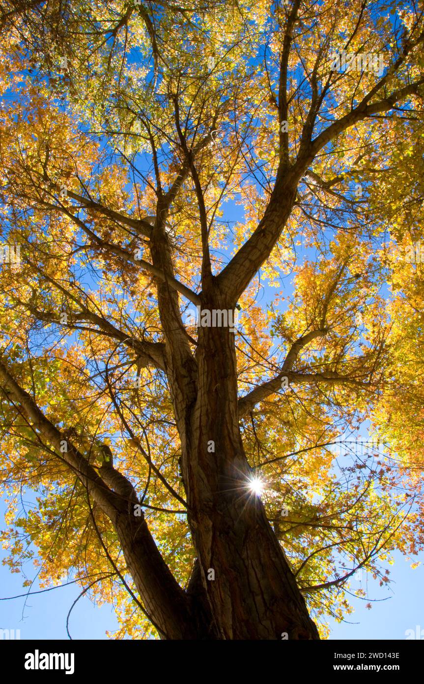 Cottonwood with sunburst, Kern River Preserve, California Stock Photo ...