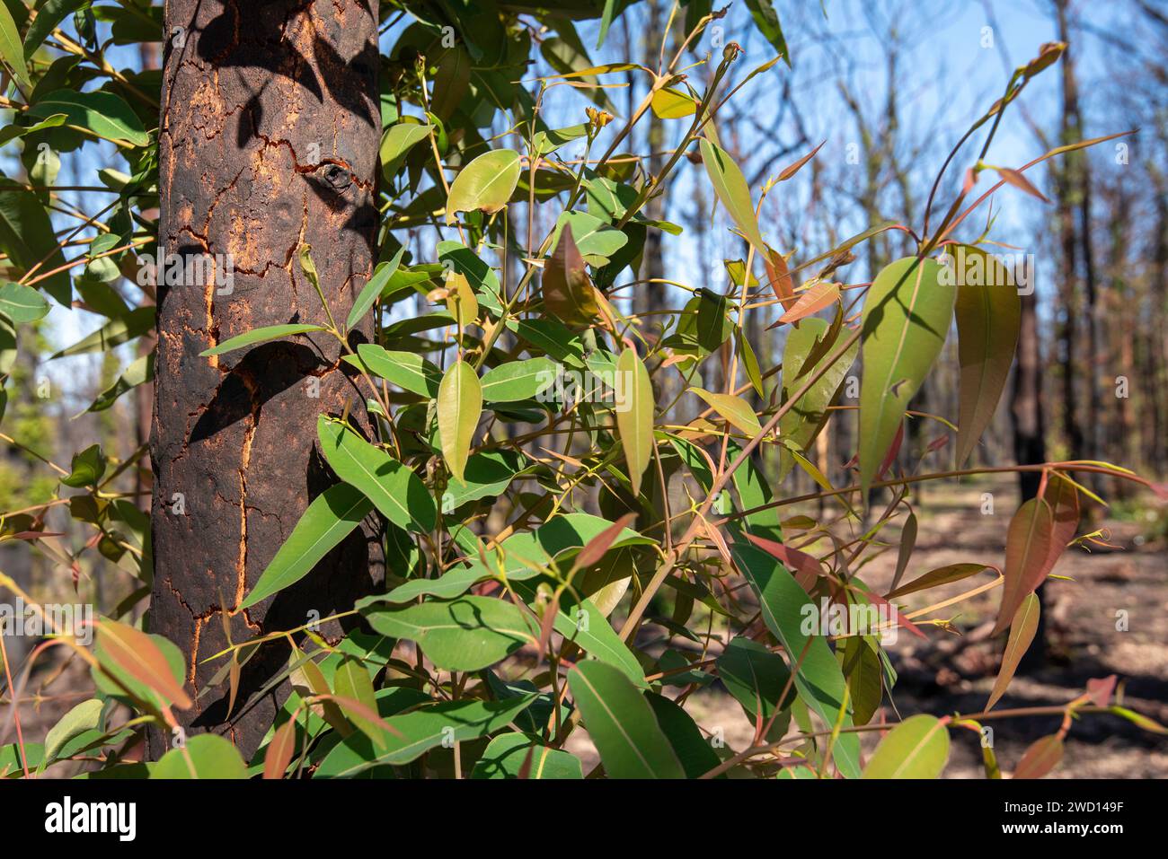 March 2020: Signs of regrowth and recovery after rain, from the ...