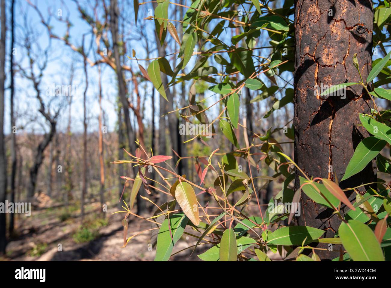 March 2020: Signs of regrowth and recovery after rain, from the ...