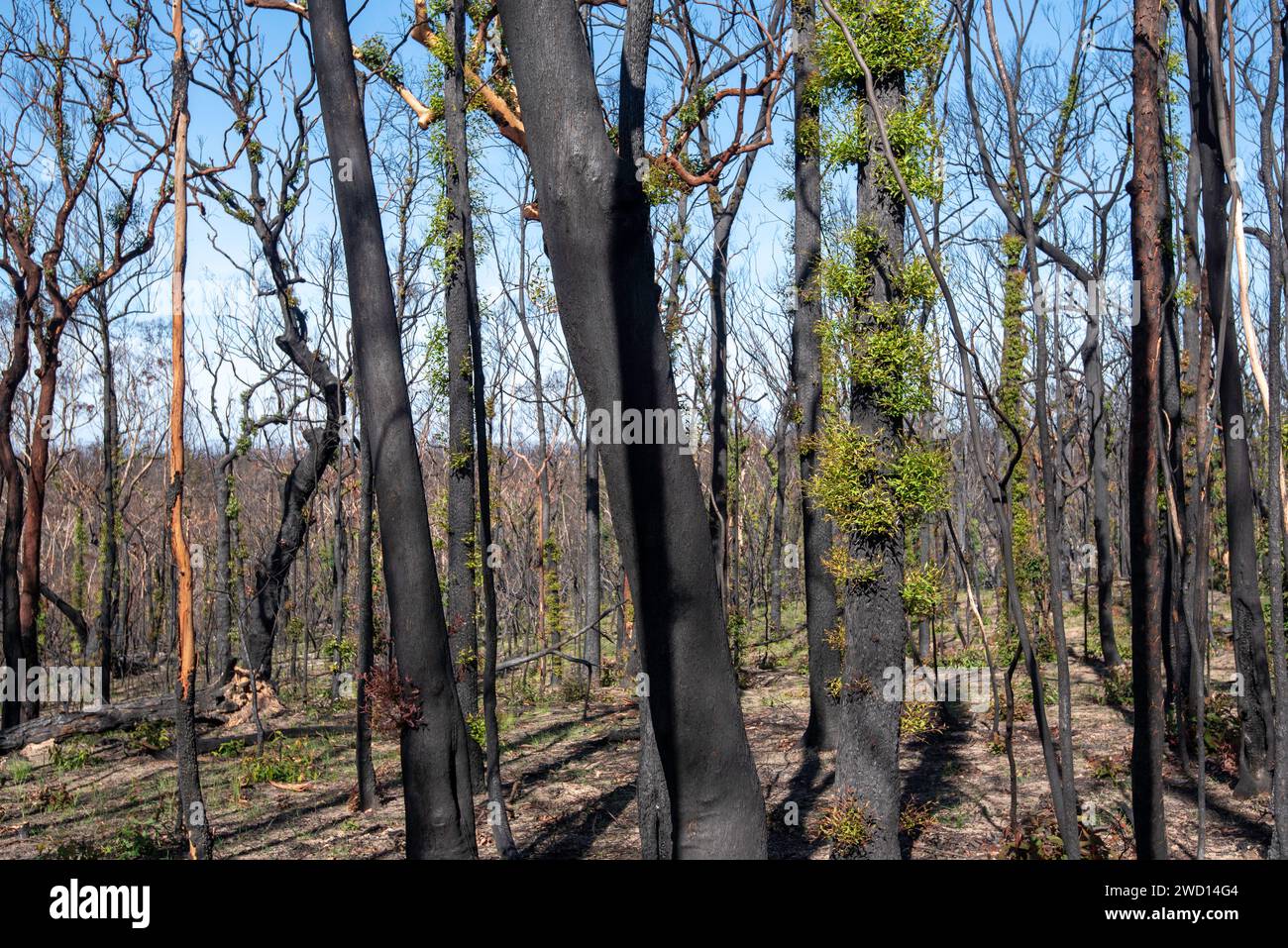 March 2020: Signs of regrowth and recovery after rain, from the ...