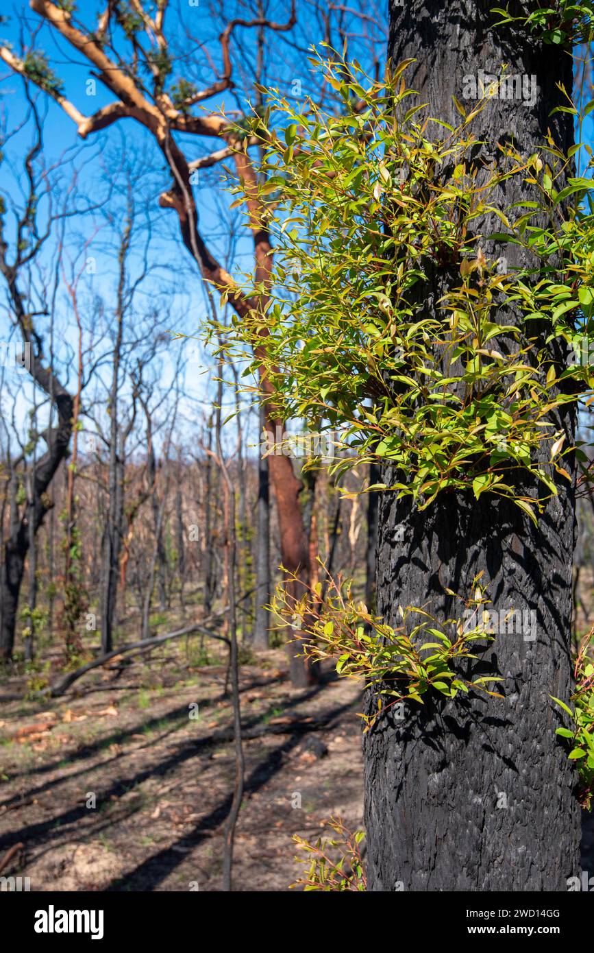 March 2020: Signs of regrowth and recovery after rain, from the ...
