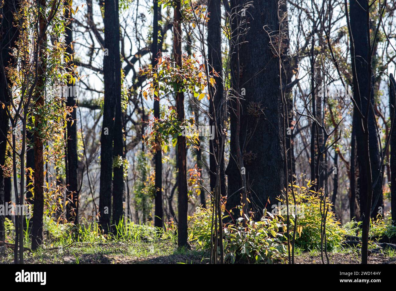 March 2020: Signs of regrowth and recovery after rain, from the ...