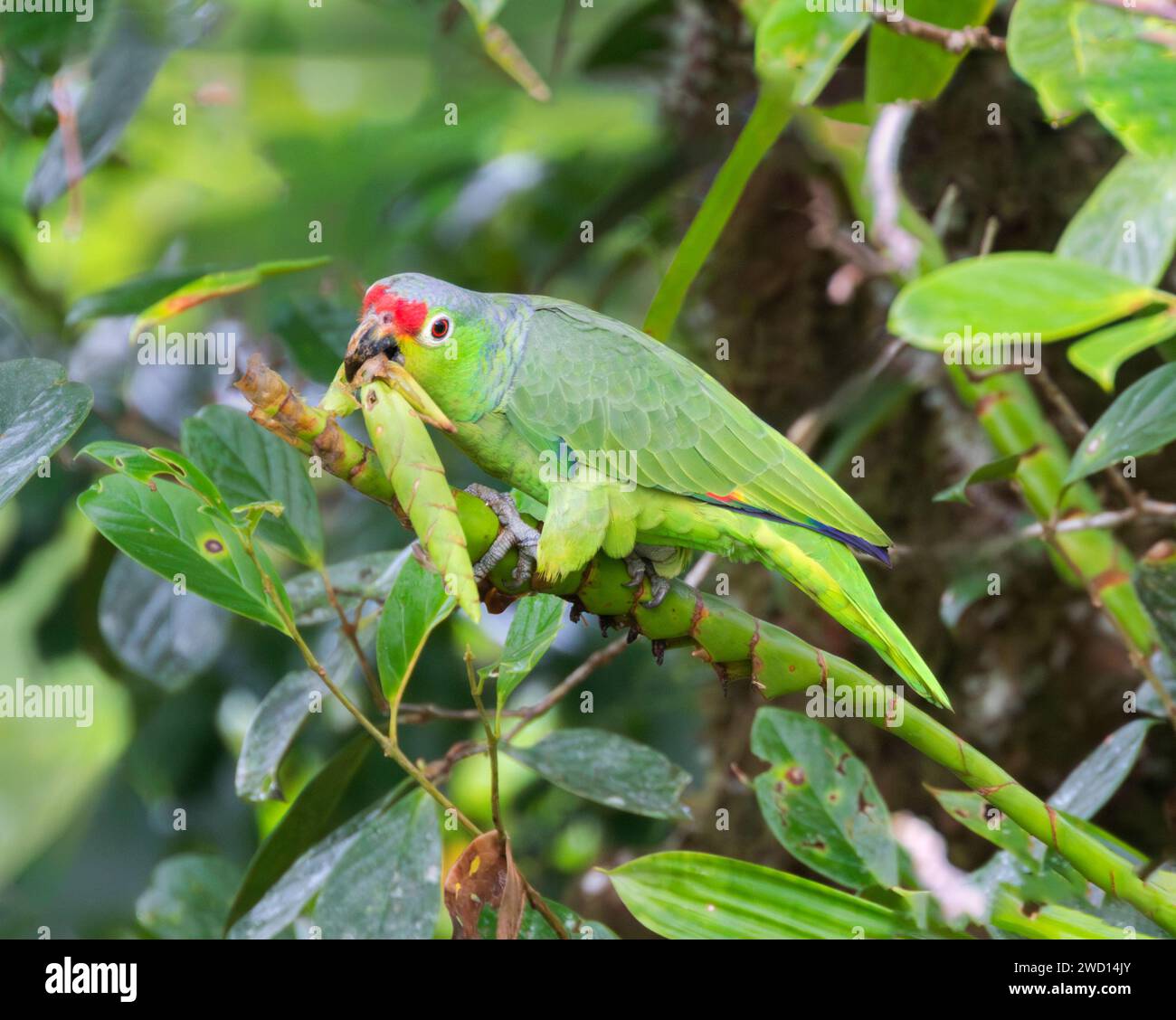 Red-lored Parrot (Amazona autumnalis) eating young sprouts Stock Photo ...