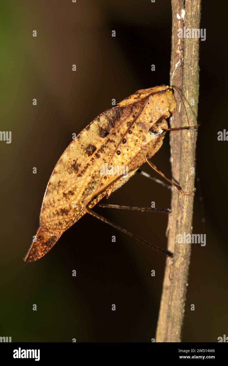 Leaf mimicking insects hi-res stock photography and images - Alamy