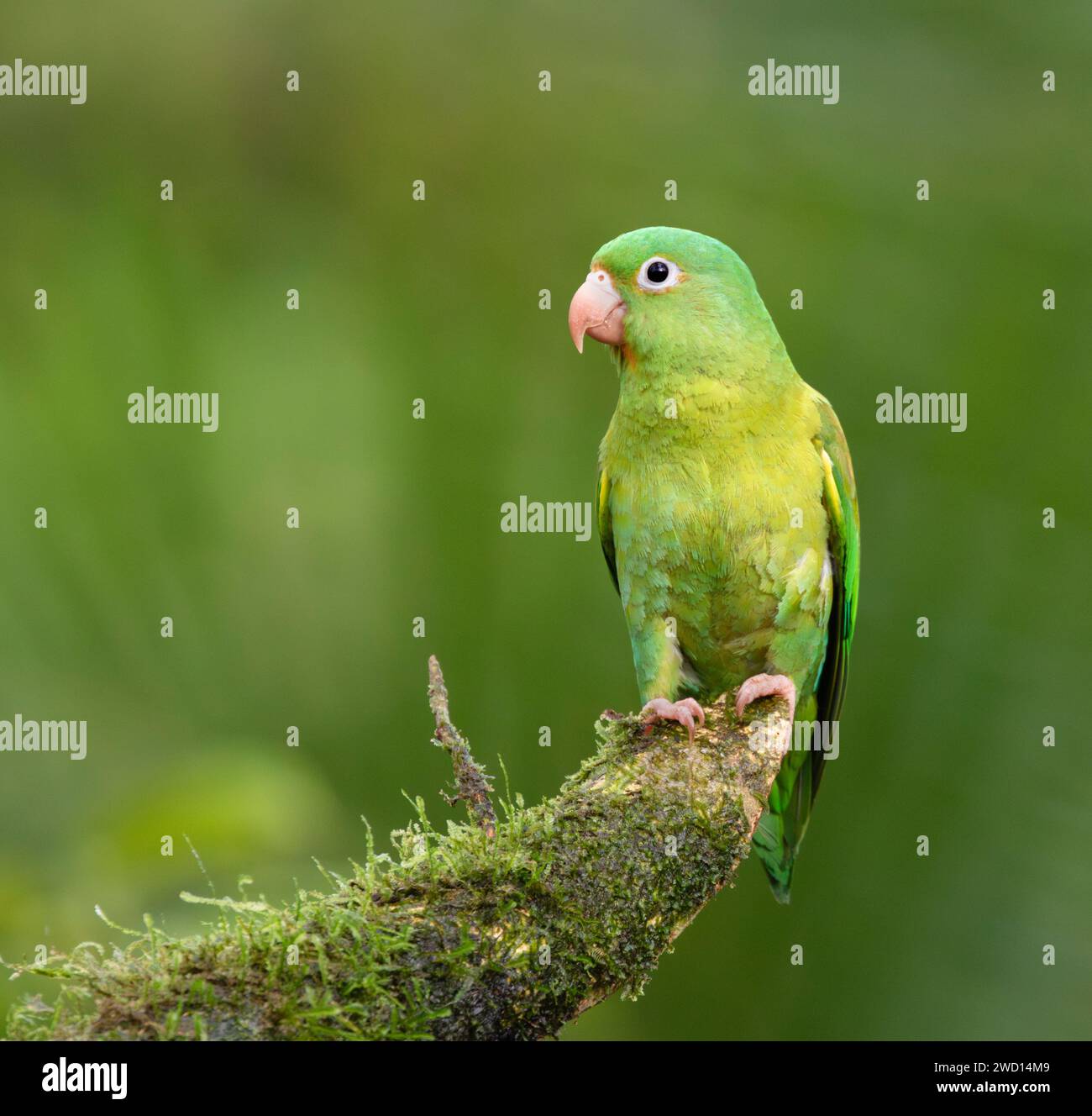 Orange-chinned parakeet (Brotogeris jugularis) perched on the tree ...
