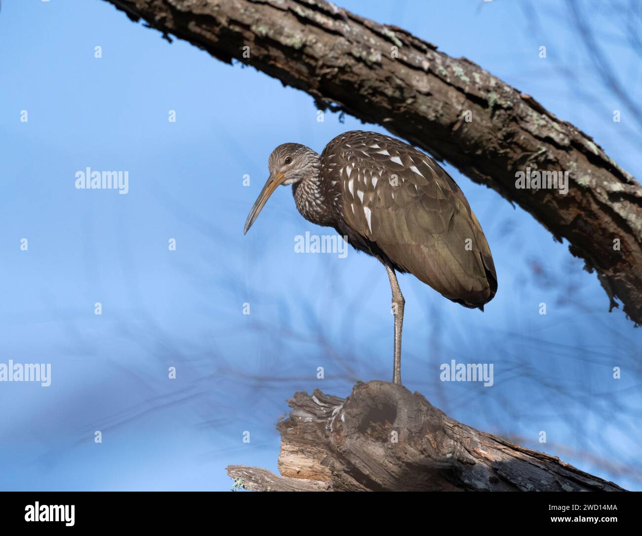 The limpkin (Aramus guarauna) perched on a tree branch on a blue sky ...