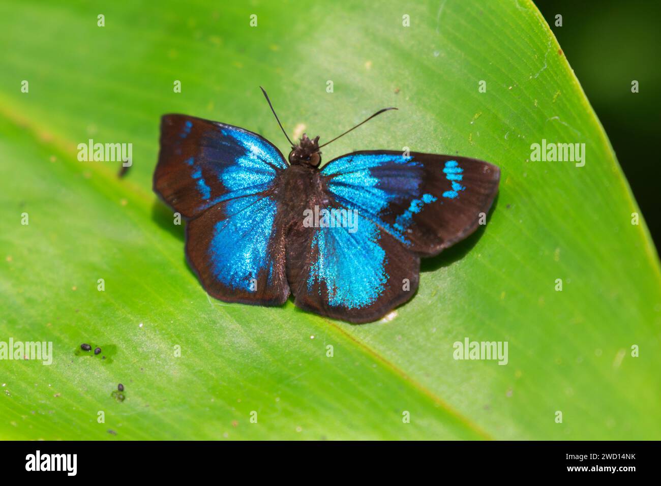 Glorious Blue-Skipper (Paches loxus) on the leaf, La Selva Biological ...