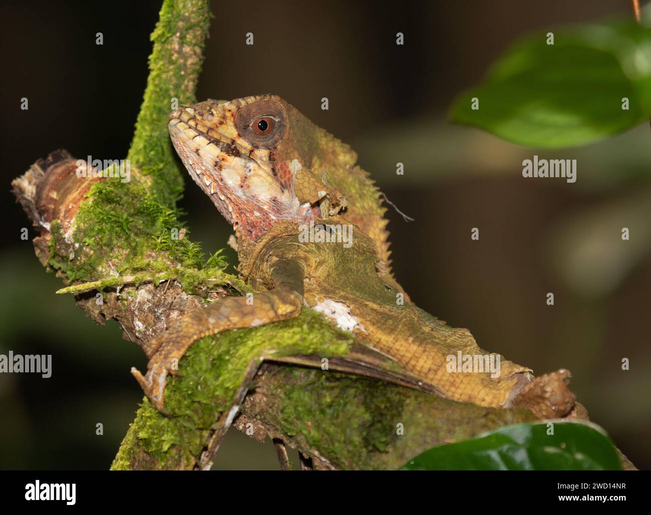 The smooth helmeted basilisk (Corytophanes cristatus) shedding its skin ...