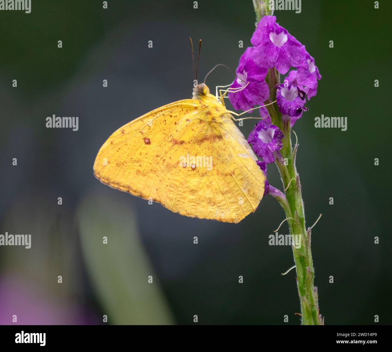 Apricot Sulphur (Phoebis argante) Feeding on Porterweed Flowers, La ...