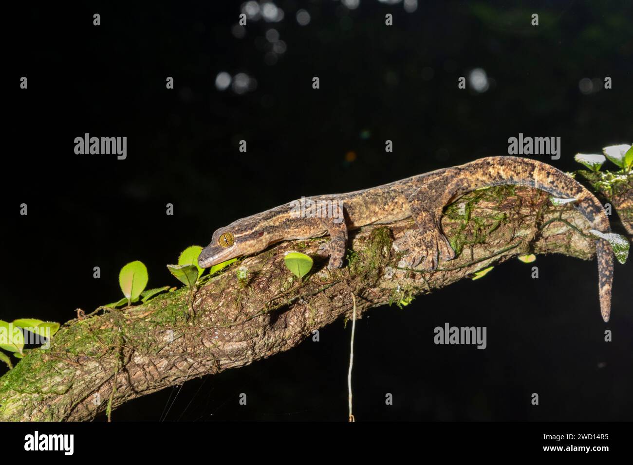 Turnip-tailed Gecko (Thecadactylus rapicauda) , La Selva Biological ...