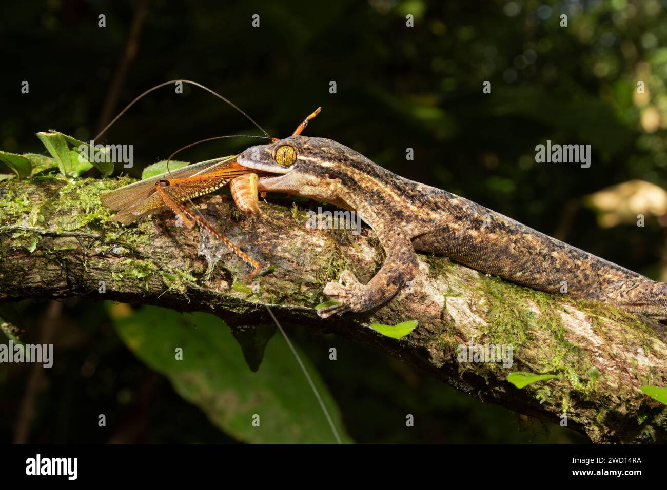 Turnip-tailed Gecko (Thecadactylus rapicauda) eating a grasshopper ...