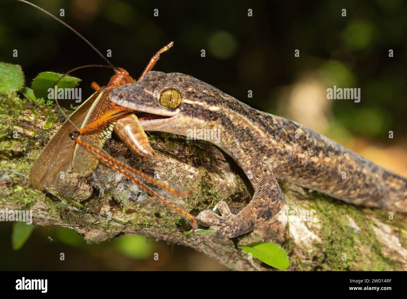 Turnip-tailed Gecko (Thecadactylus rapicauda) eating a grasshopper ...