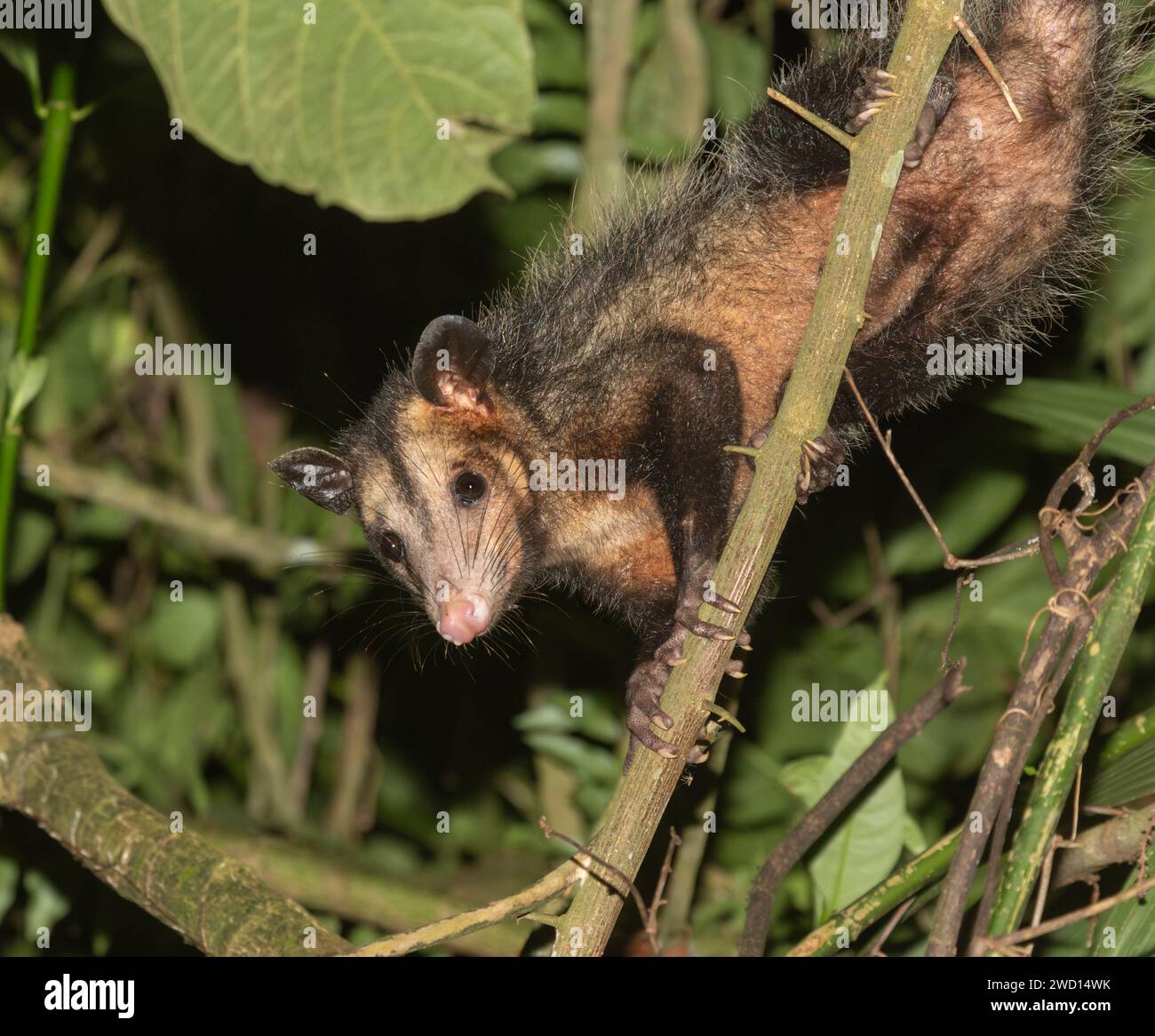 Southern Opossum ( Didelphis marsupialis) or black-eared opossum or ...