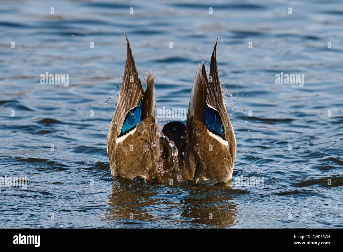 An adorable duck frolicking and enjoying a playful moment in the ...