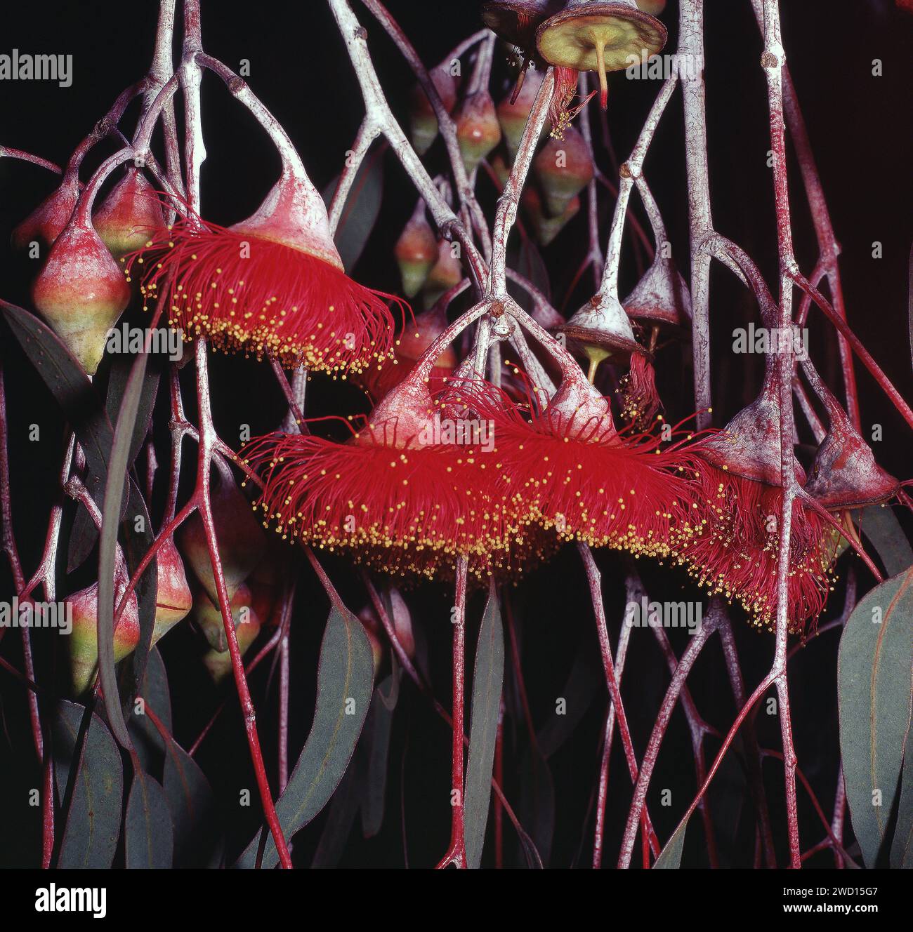 EUCALYPTUS CAESIA, WESTERN AUSTRALIA Stock Photo - Alamy