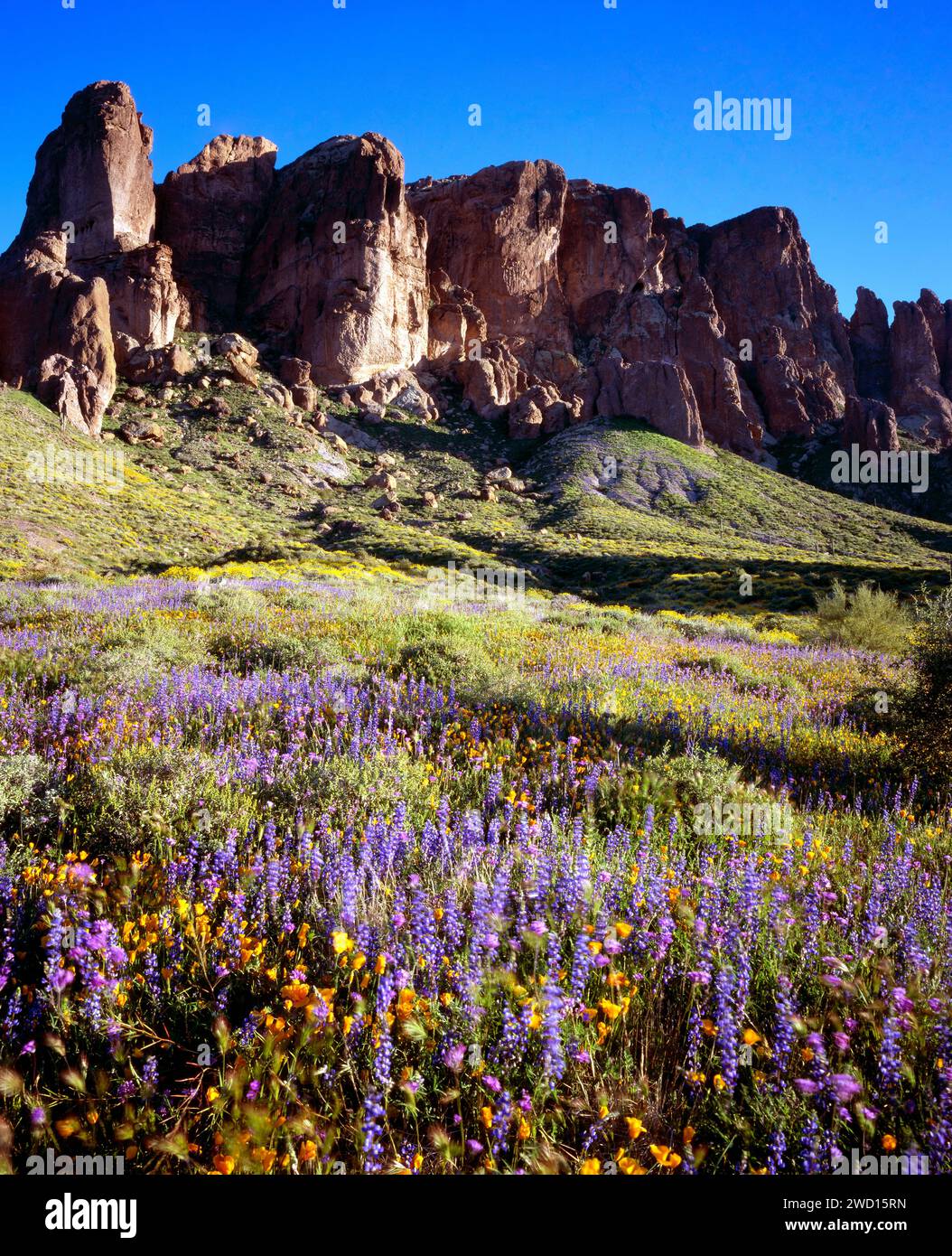 Superstition mountains flowers hi-res stock photography and images - Alamy