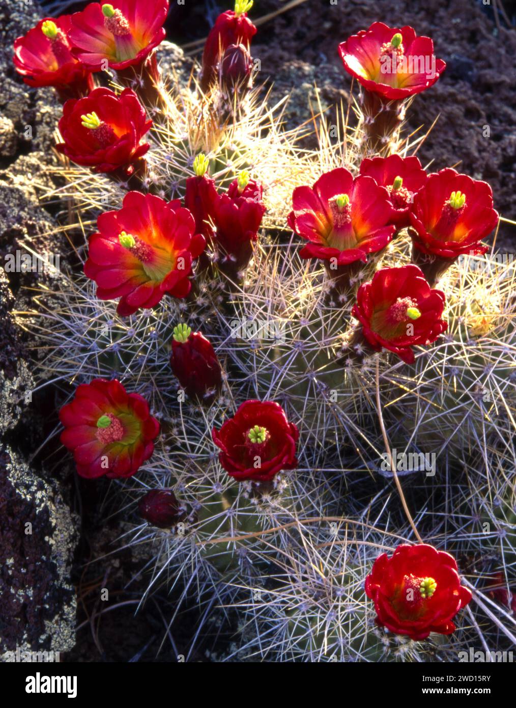 Scarlet Hedgehog cactus in full bloom in the Santa Catalina Mountains ...
