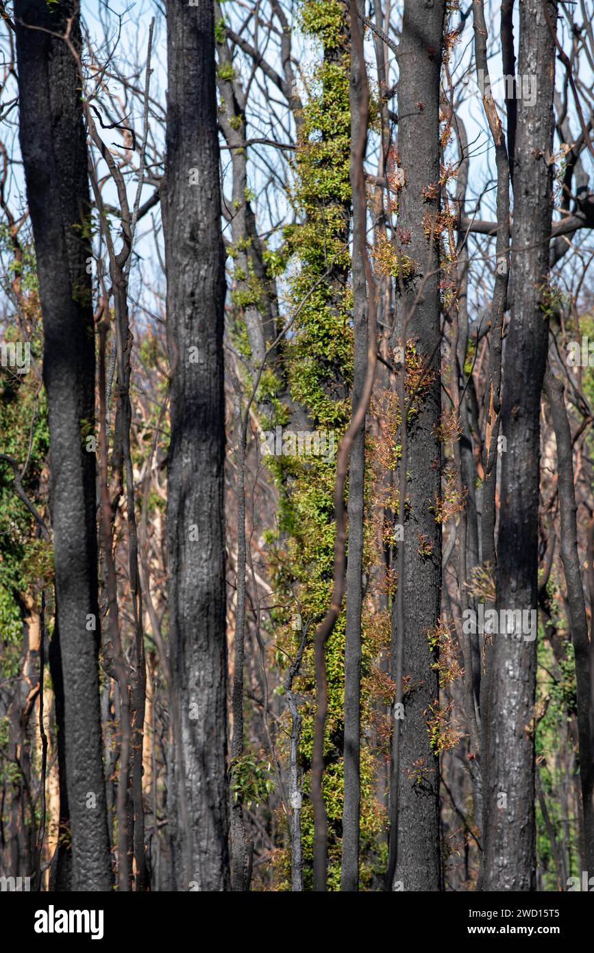 March 2020: Signs of regrowth and recovery after rain, from the ...
