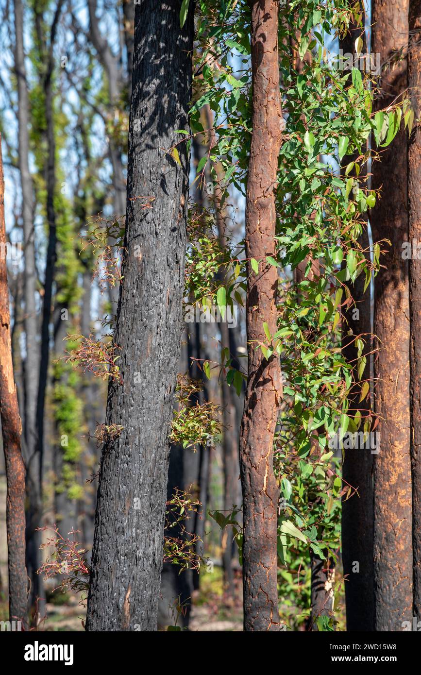 March 2020: Signs of regrowth and recovery after rain, from the ...