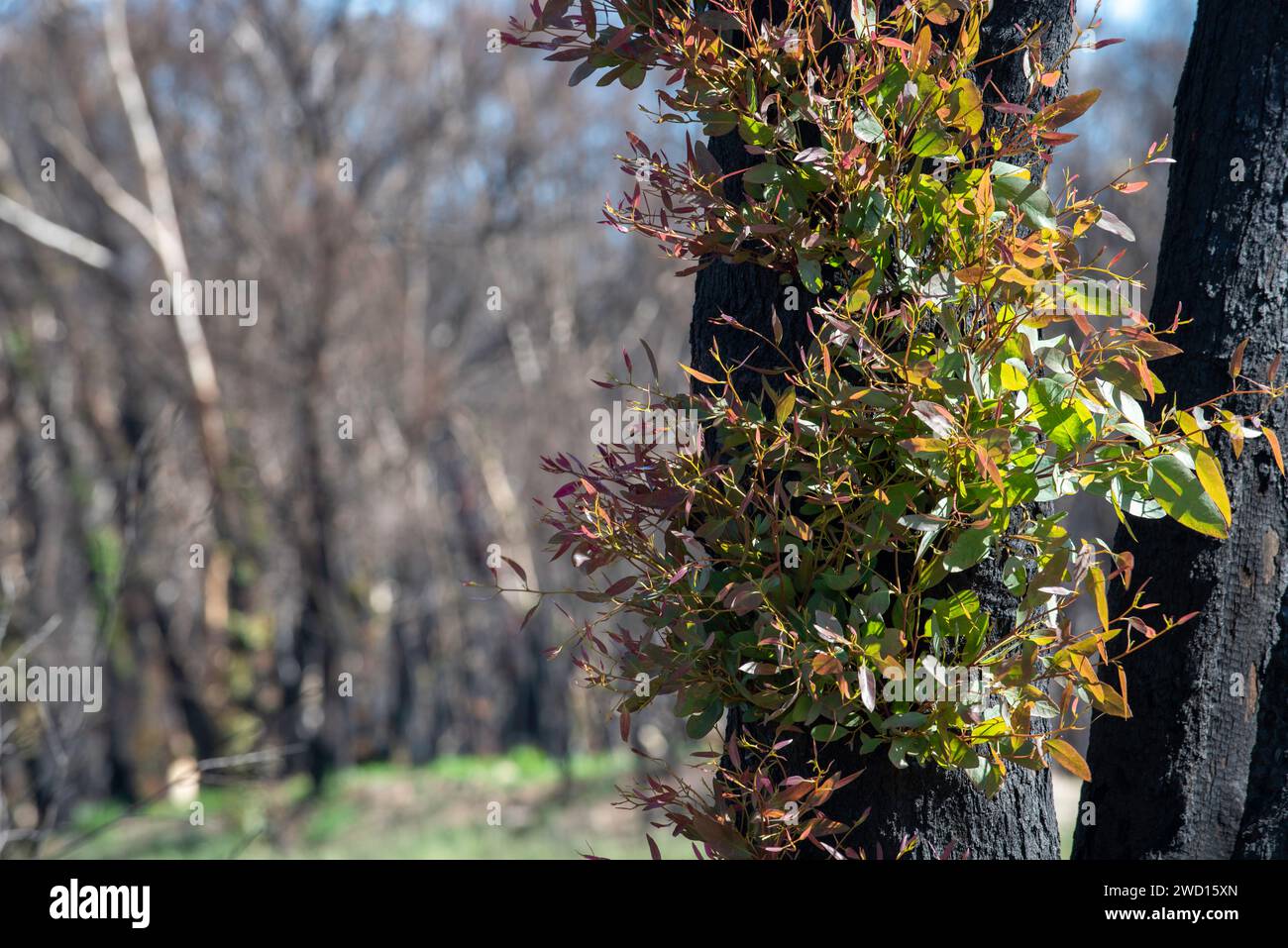 March 2020: Signs of regrowth and recovery after rain, from the ...