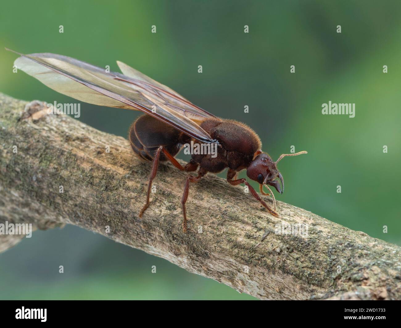 Queen Mexican leaf-cutter ant (Atta mexicana) crawling on a branch ...