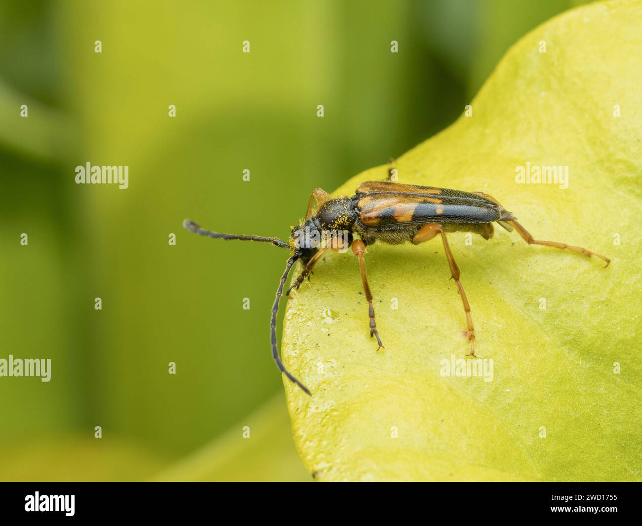side view of a longhorn flower beetle (Xestoleptura crassipes) dusted ...
