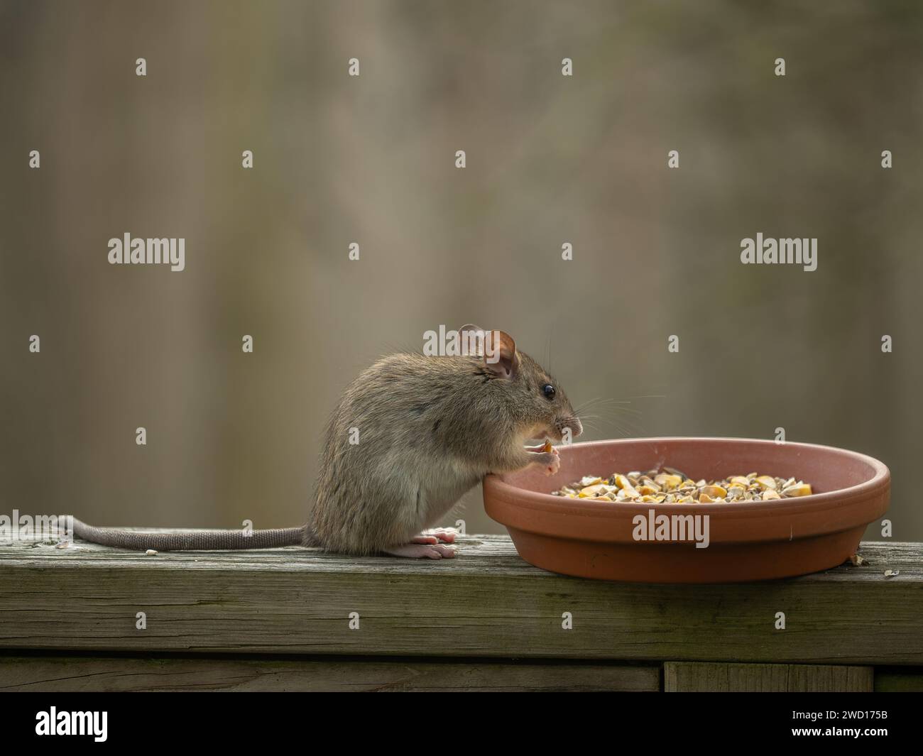 Rat at bird feeder hi-res stock photography and images - Alamy