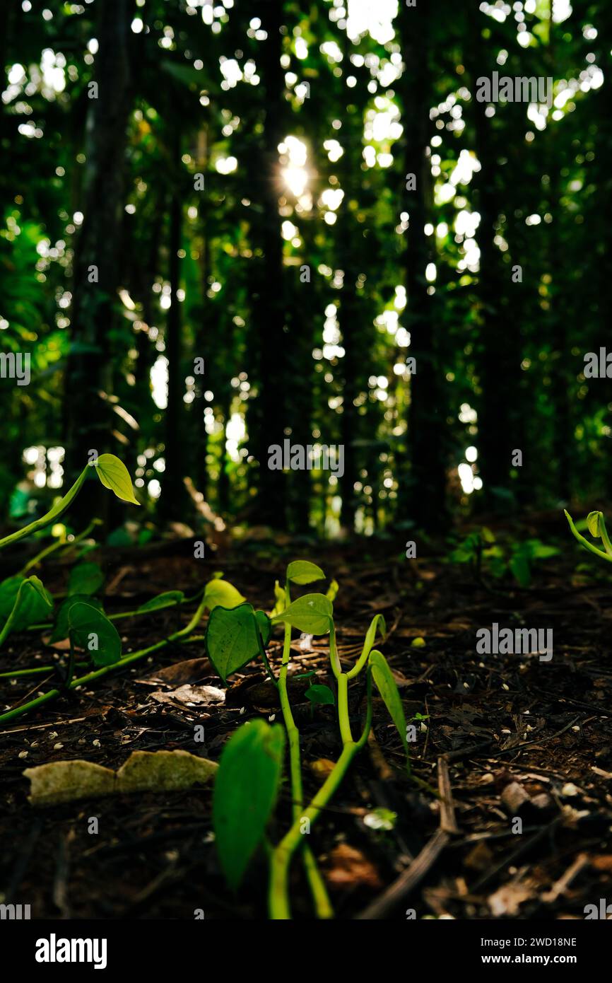 Black pepper stems leading towards sun in a betel nut farm Stock Photo ...