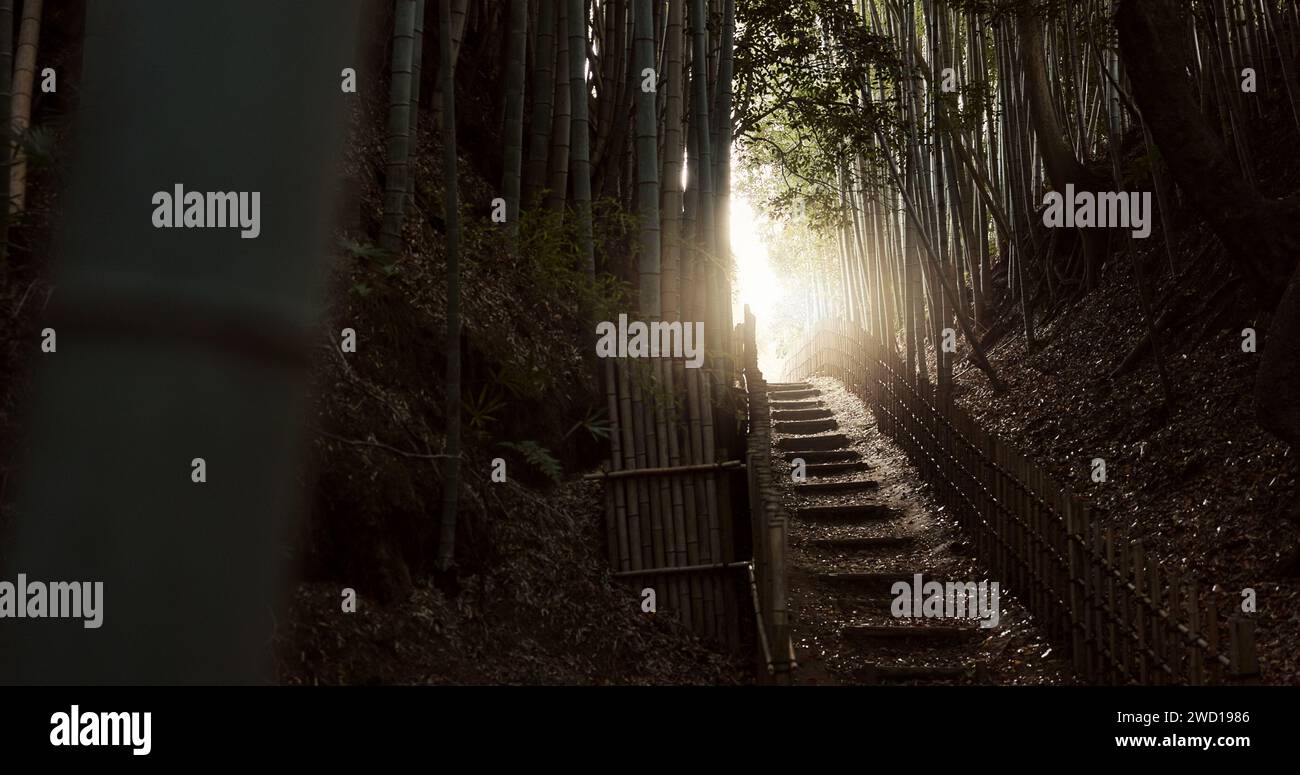 Nature, staircase and bamboo trees in Japan of hiking trail, light or ...